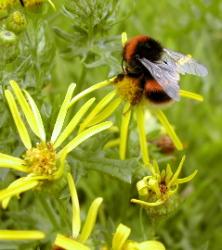 Red Bee Society Flourishes in Glasgow