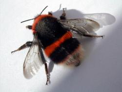 Red Bee Society Flourishes in Glasgow