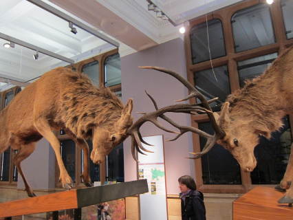 Kelvingrove Art Gallery and Museum, Glasgow