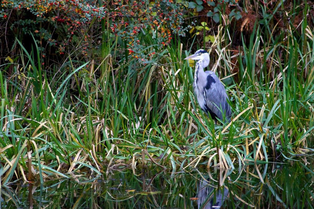 Jim Byrne photos Forth and Clyde Canal – Birds - Glasgow West End