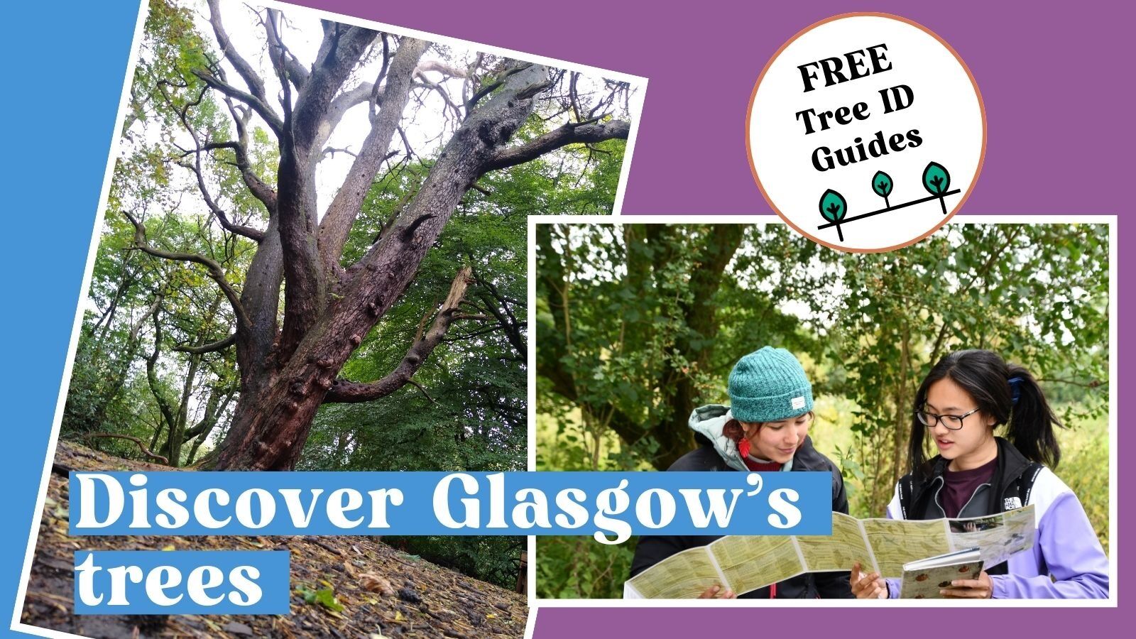 Tree Identification, Training and Guides Glasgow - Glasgow West End